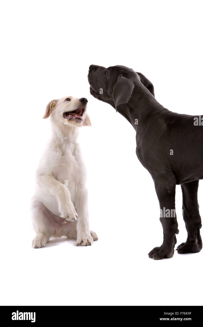 Excited animals hi-res stock photography and images - Alamy