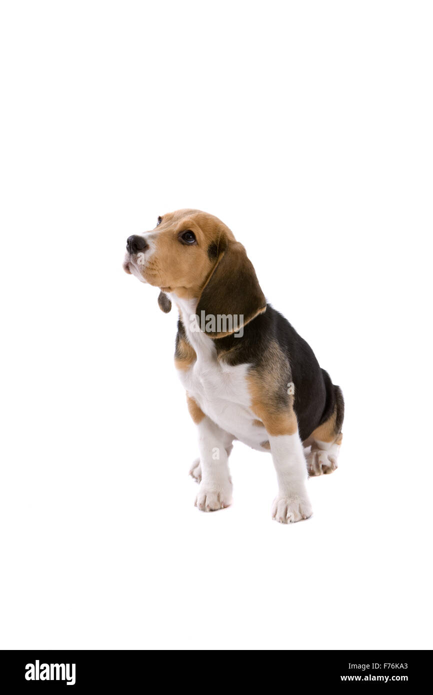 Beagle dog Cut Out Stock Images & Pictures - Alamy