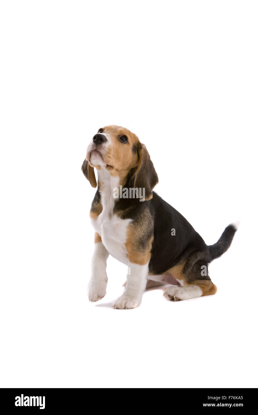 Beagle dog sitting Cut Out Stock Images & Pictures - Alamy