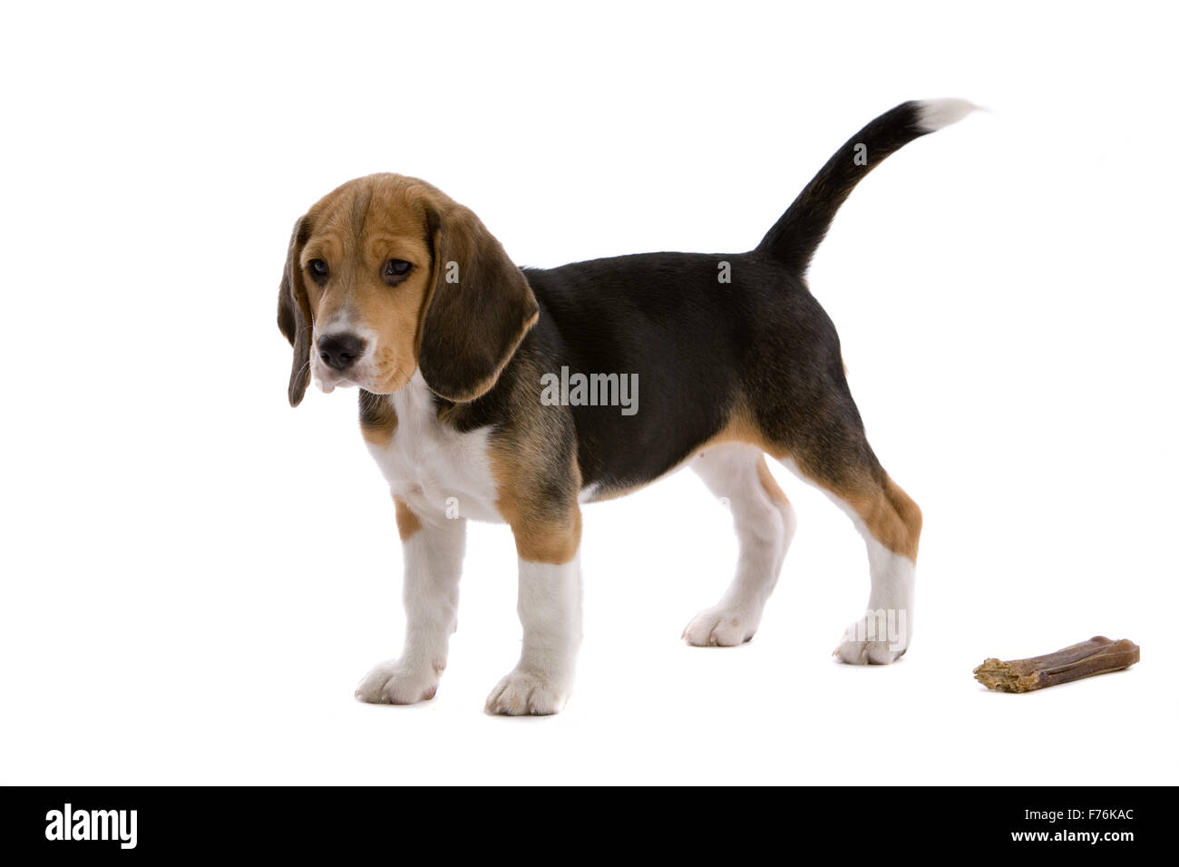 Young beagle with bone Stock Photo - Alamy