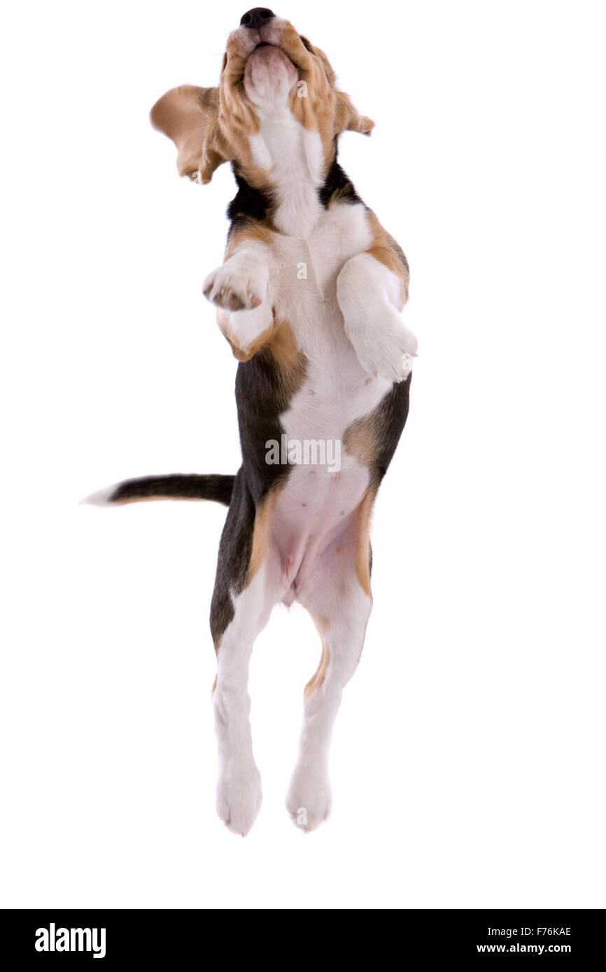 Flying beagle hi-res stock photography and images - Alamy