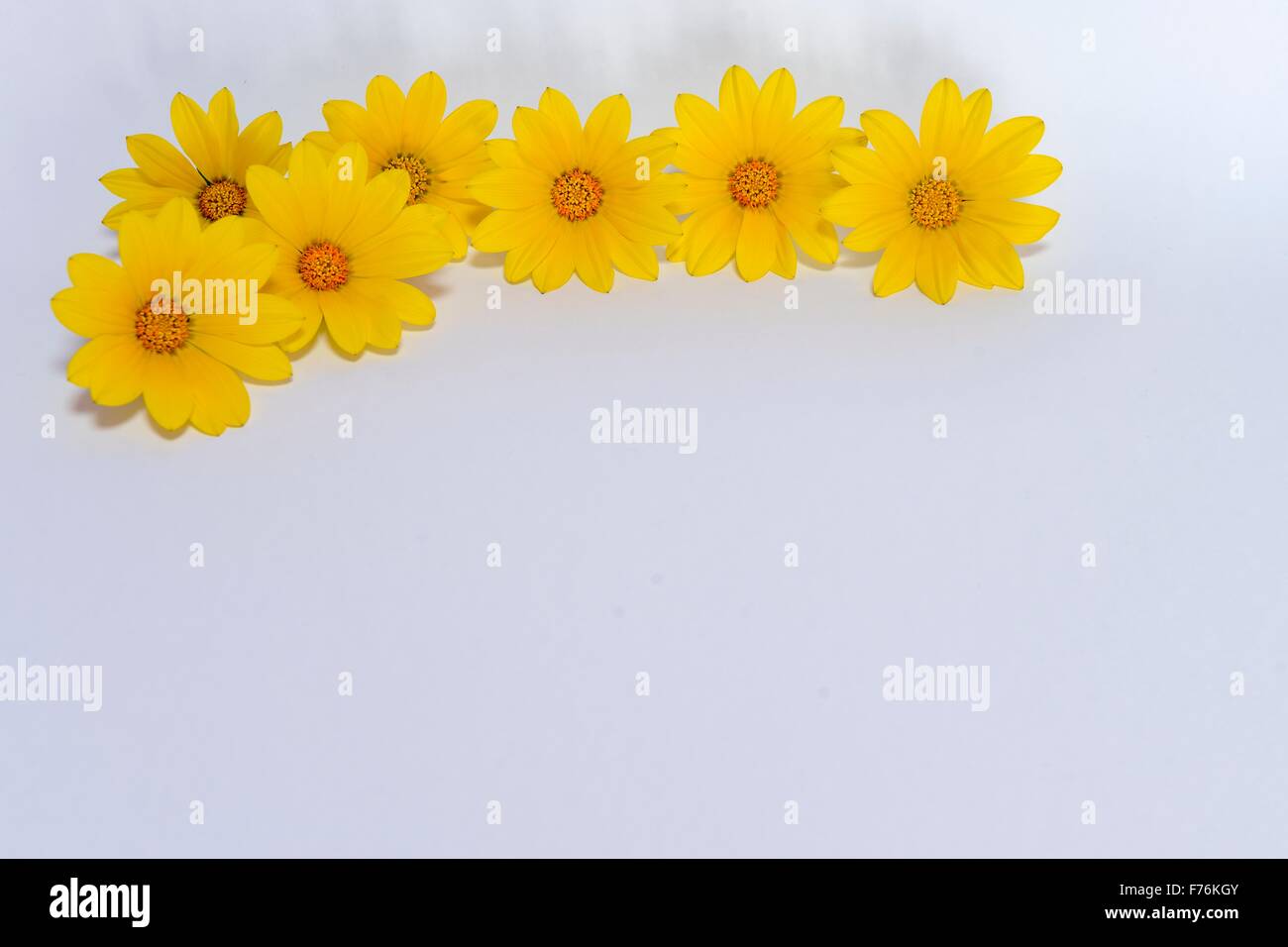 yellow daisies background Stock Photo - Alamy