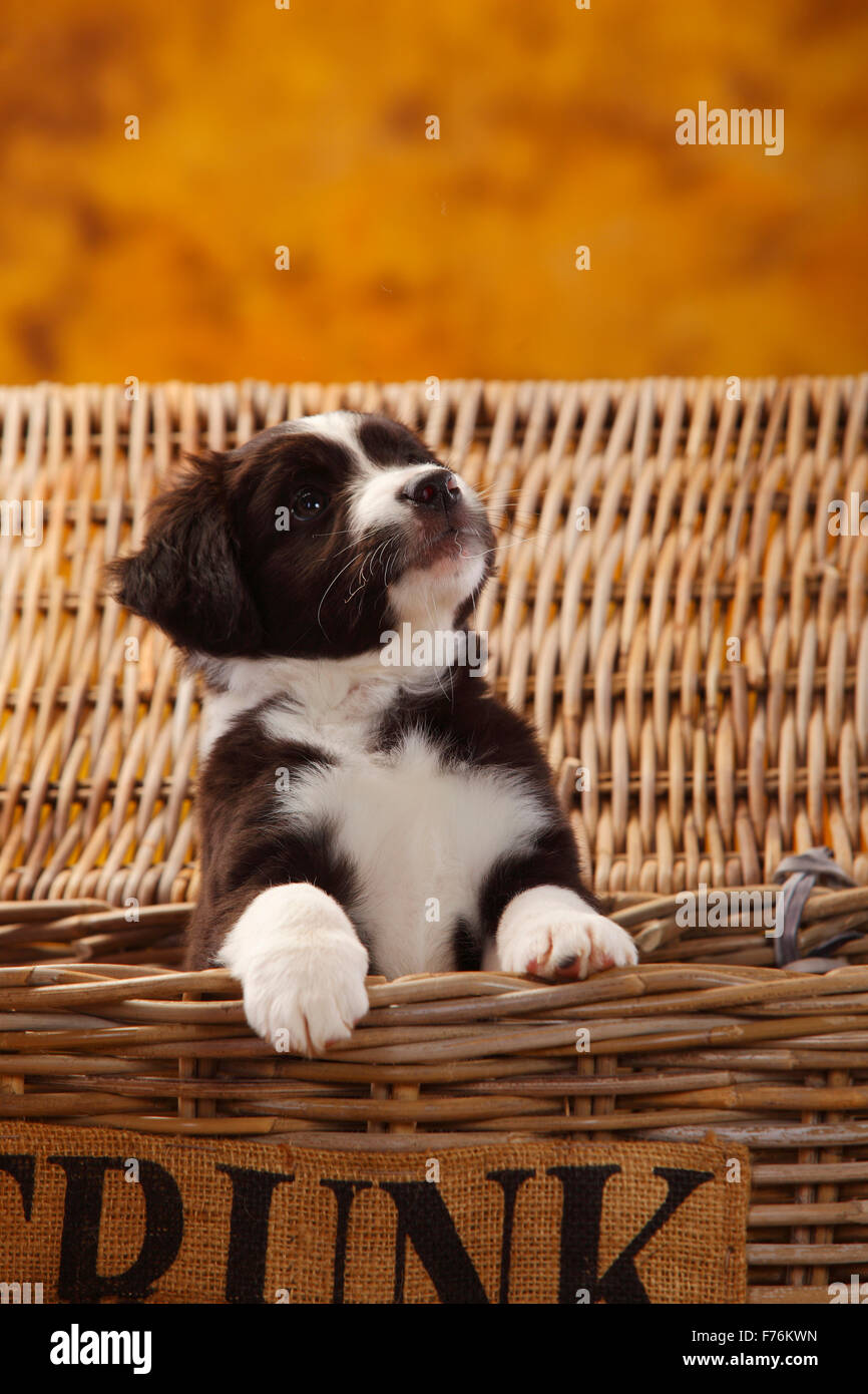 Miniature Australian Shepherd, puppy, 7 weeks|Miniature Australian ...