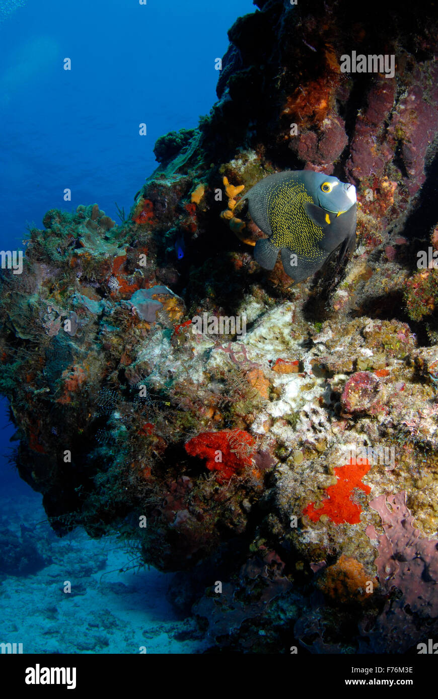 Angel fish coral hi-res stock photography and images - Alamy