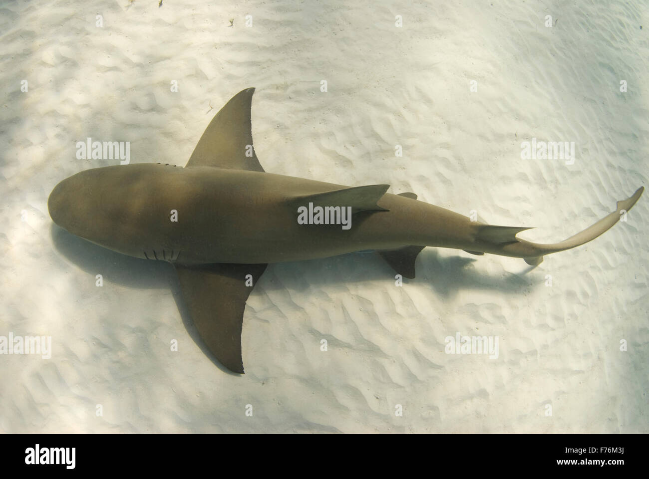 Lemon shark swimming in water hi-res stock photography and images - Alamy