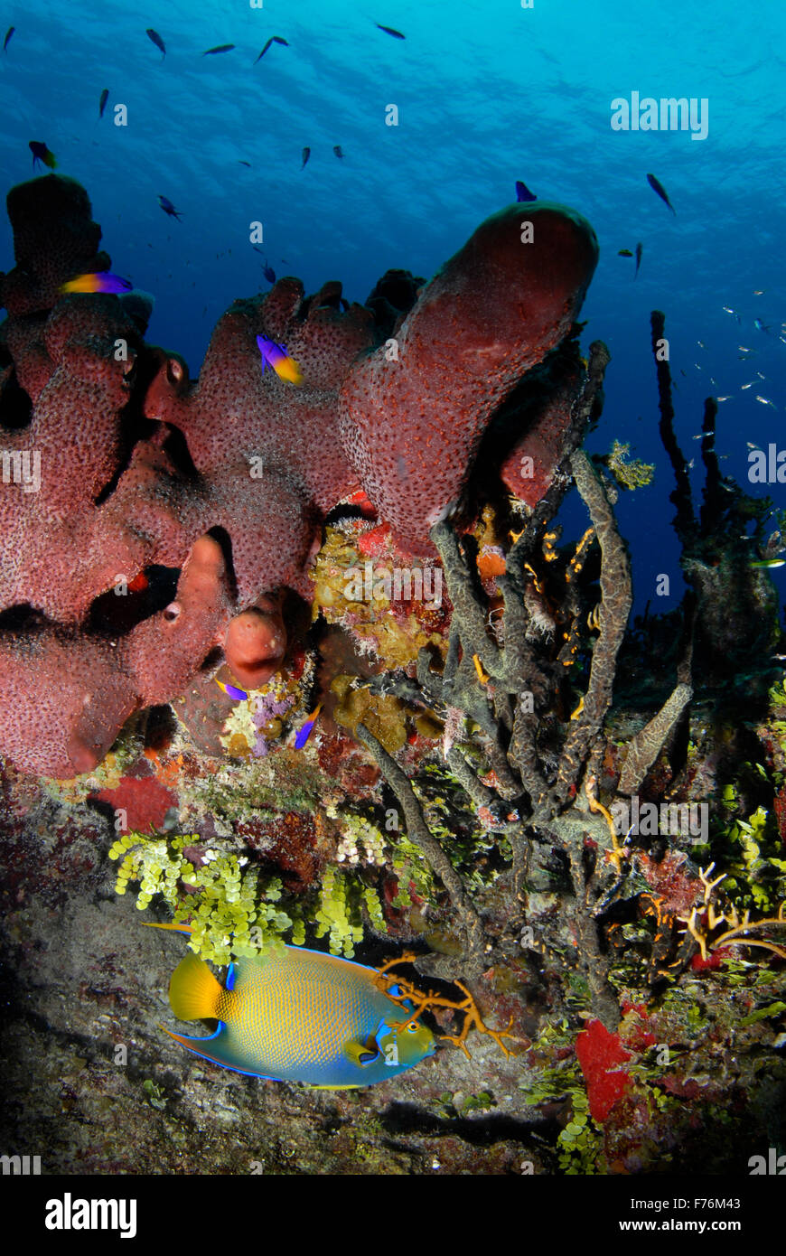 Queen angel fish hi-res stock photography and images - Alamy