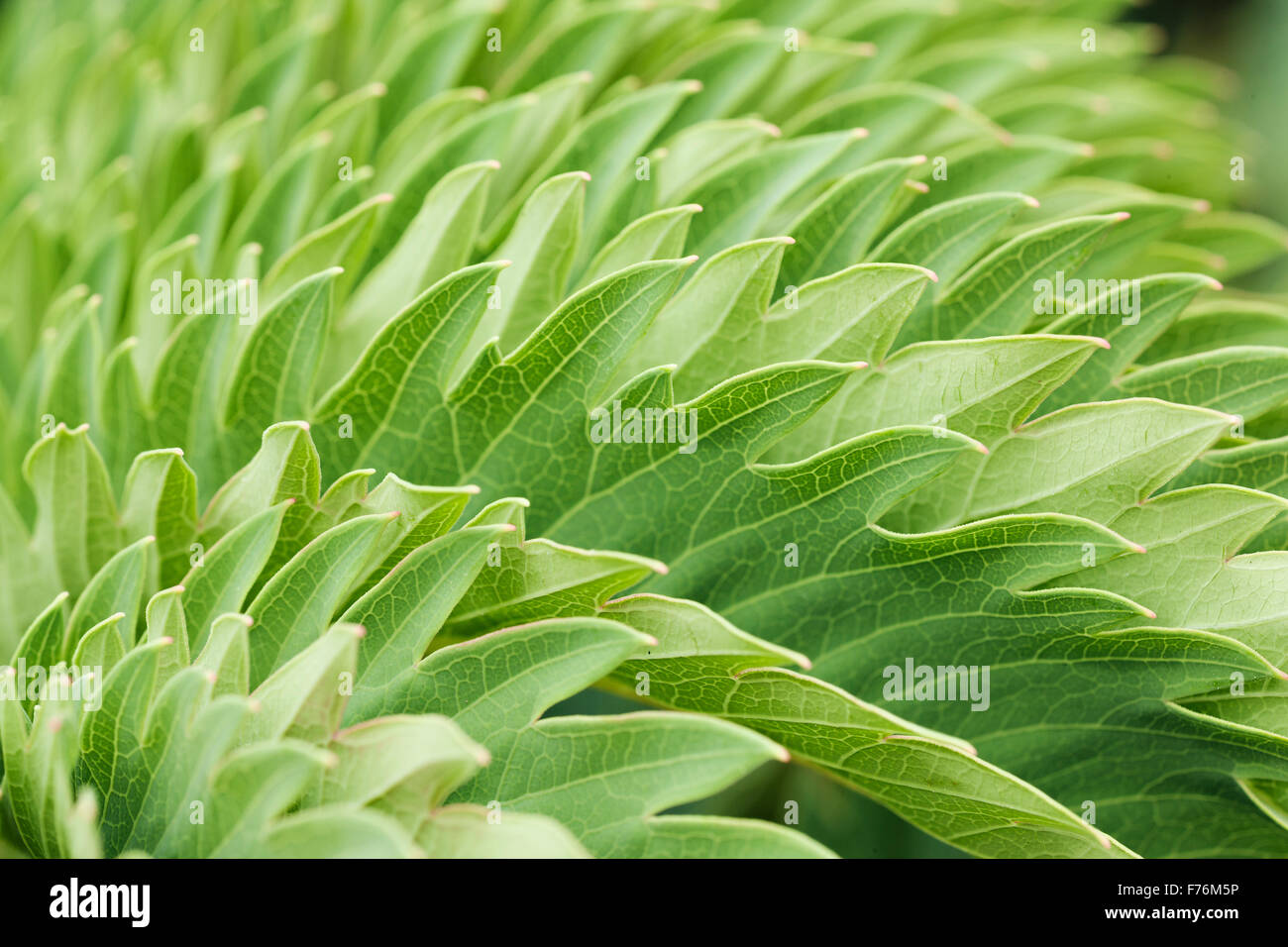 Honey Bush or Honey Flower Melianthus major leaves Stock Photo - Alamy