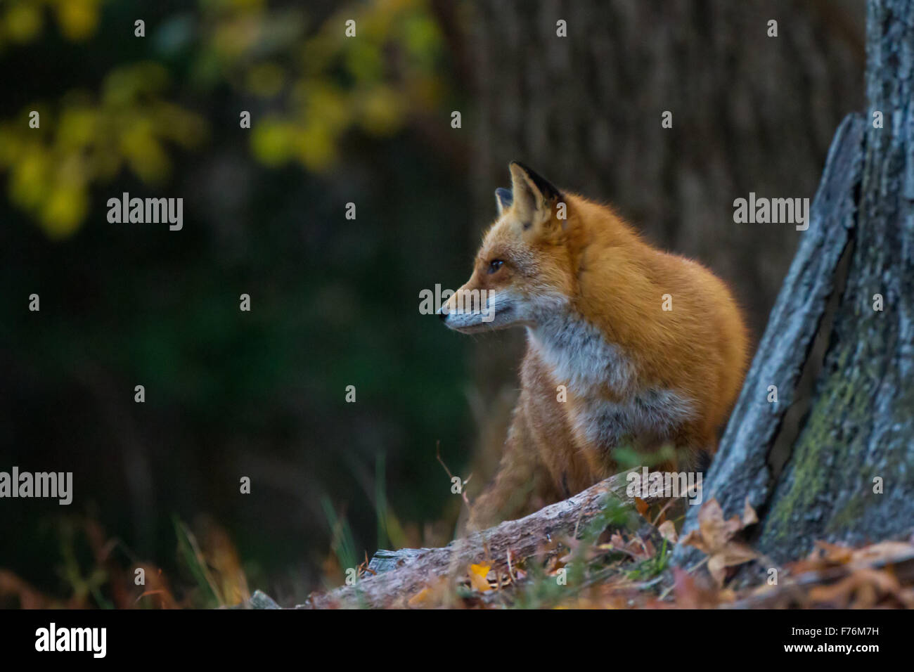 red fox stalking forest Stock Photo - Alamy
