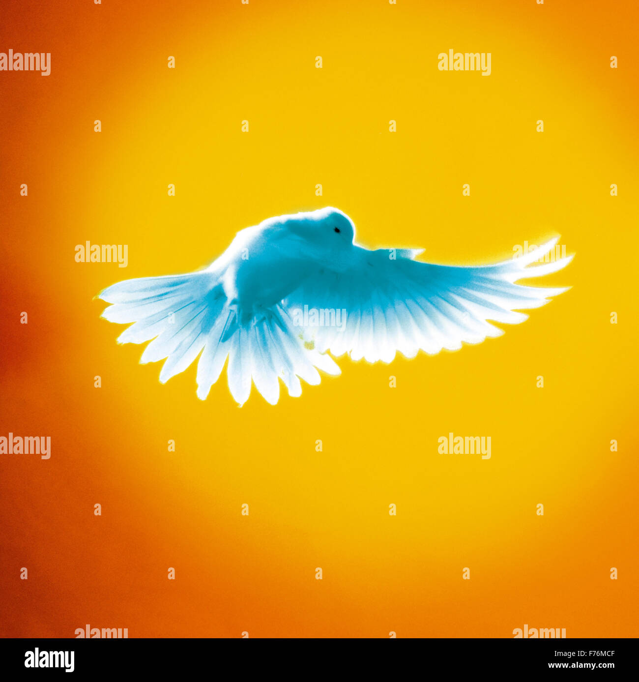 Dove feather hi-res stock photography and images - Alamy