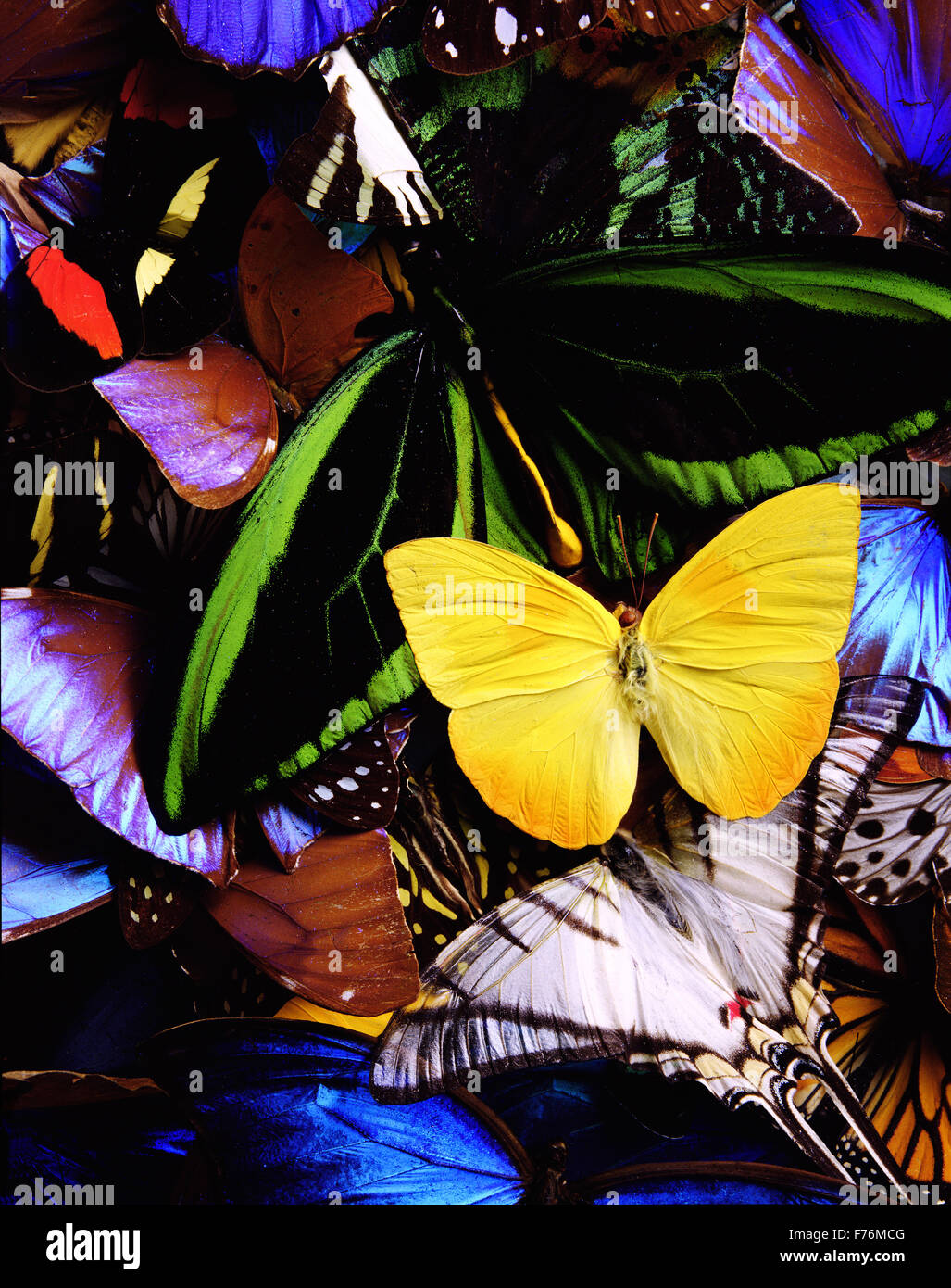 Multiple butterflies hi-res stock photography and images - Alamy