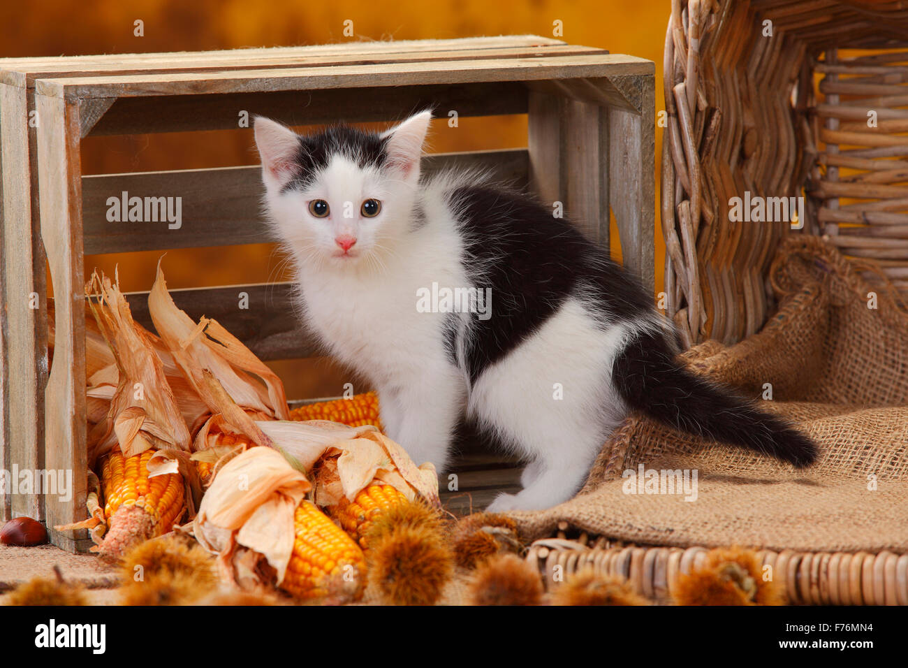 Domestic Cat, kitten, 9 weeks|Hauskatze, Kaetzchen, 9 Wochen Stock ...