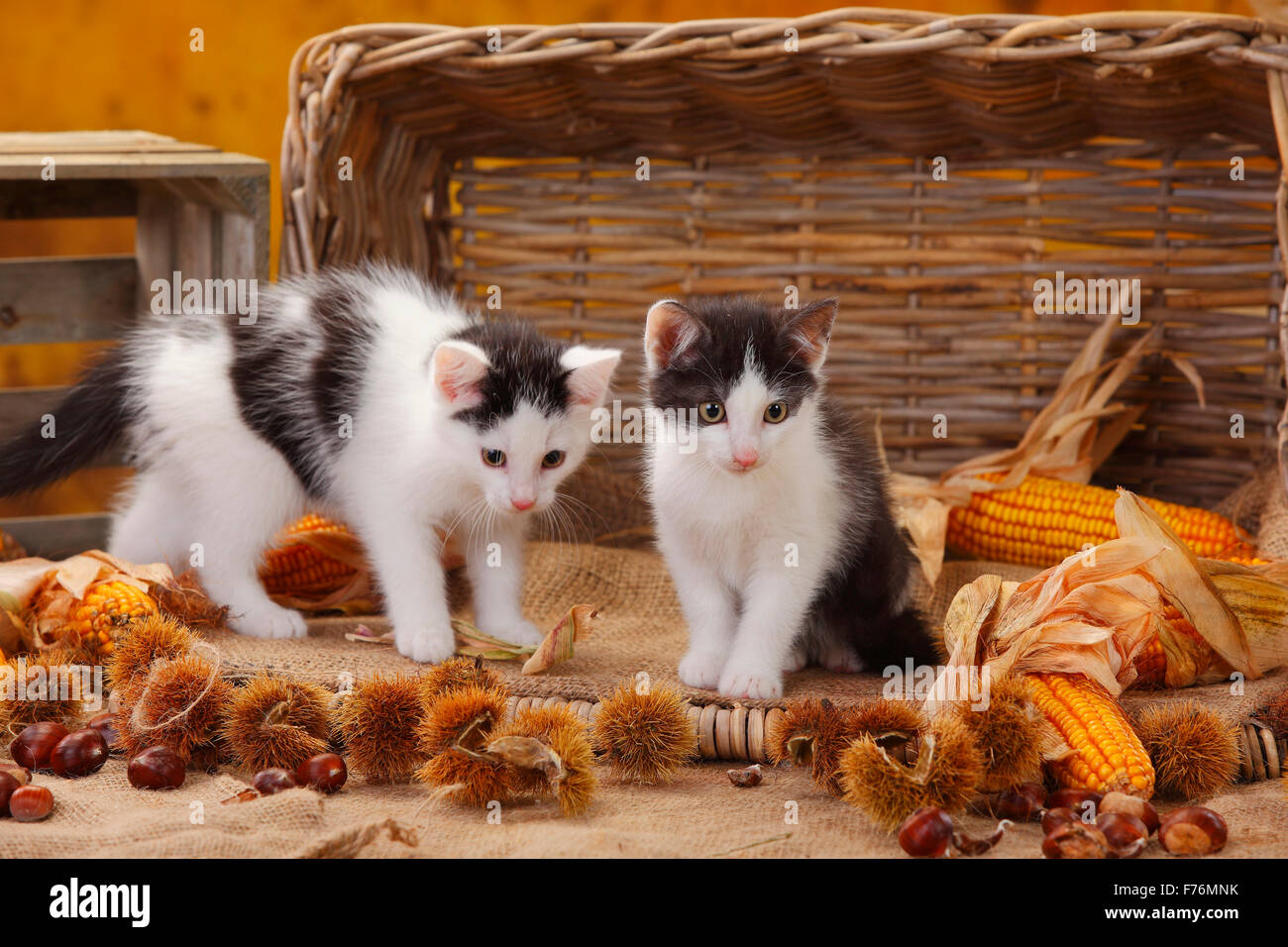 Domestic Cats, kittens, 9 weeks|Hauskatzen, Kaetzchen, 9 Wochen Stock ...