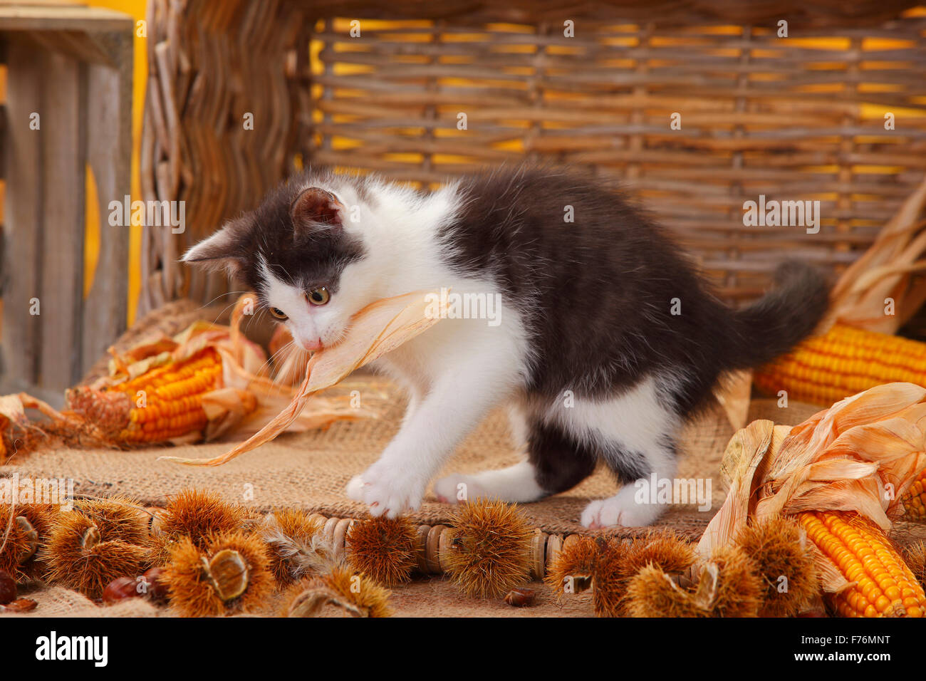 Domestic cat kitten standing hi-res stock photography and images - Alamy