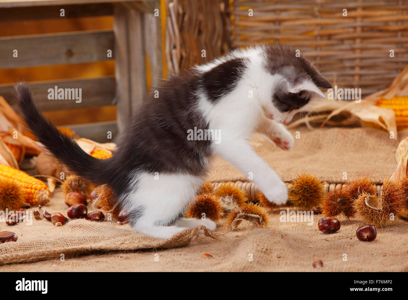 Domestic Cat, kitten, 9 weeks|Hauskatze, Kaetzchen, 9 Wochen Stock ...