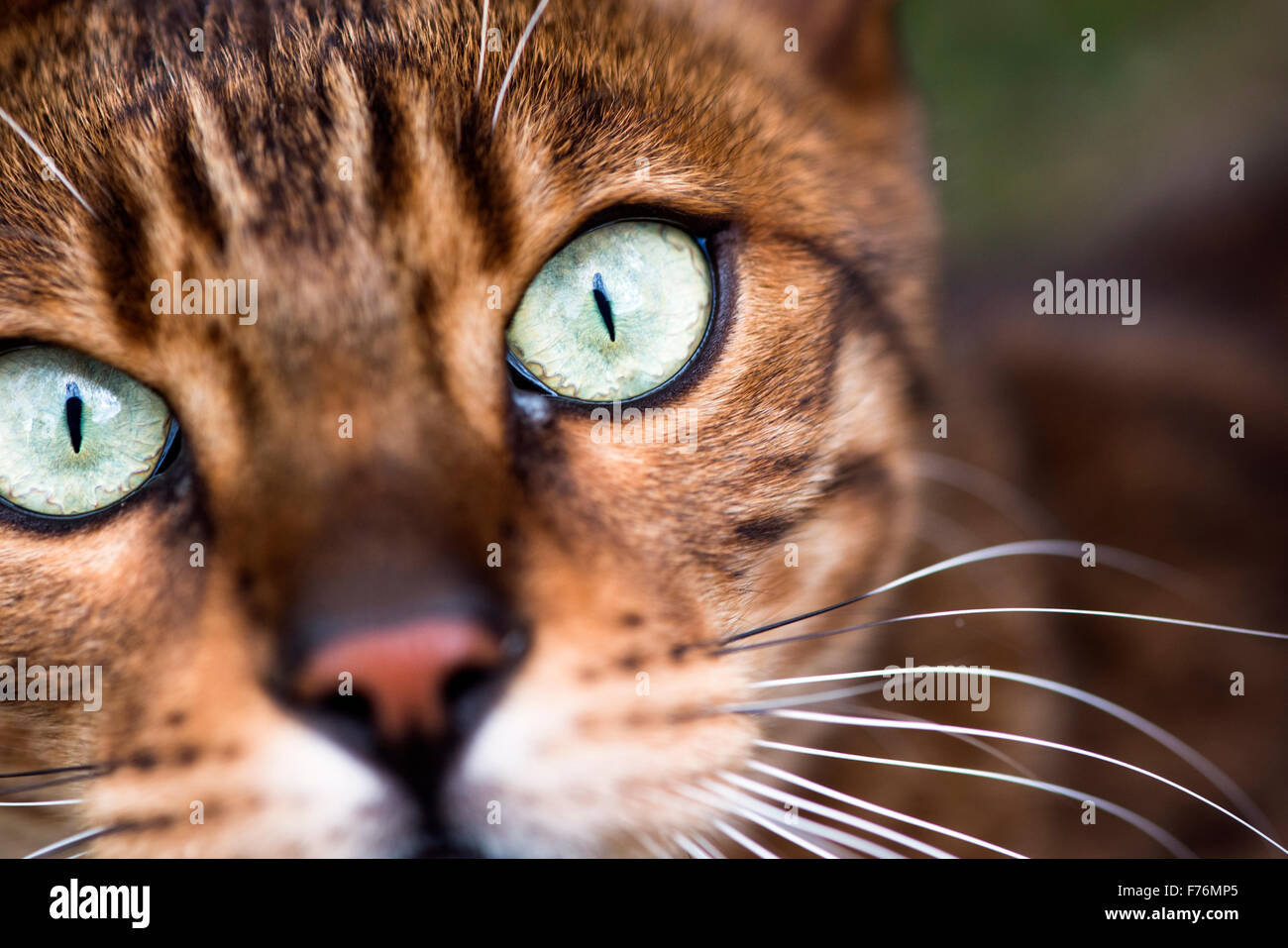 Bengal cat face close up Stock Photo - Alamy