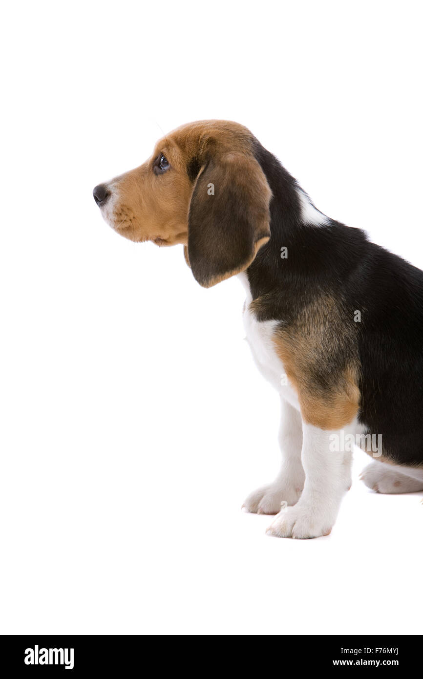 Pleading animal hi-res stock photography and images - Alamy