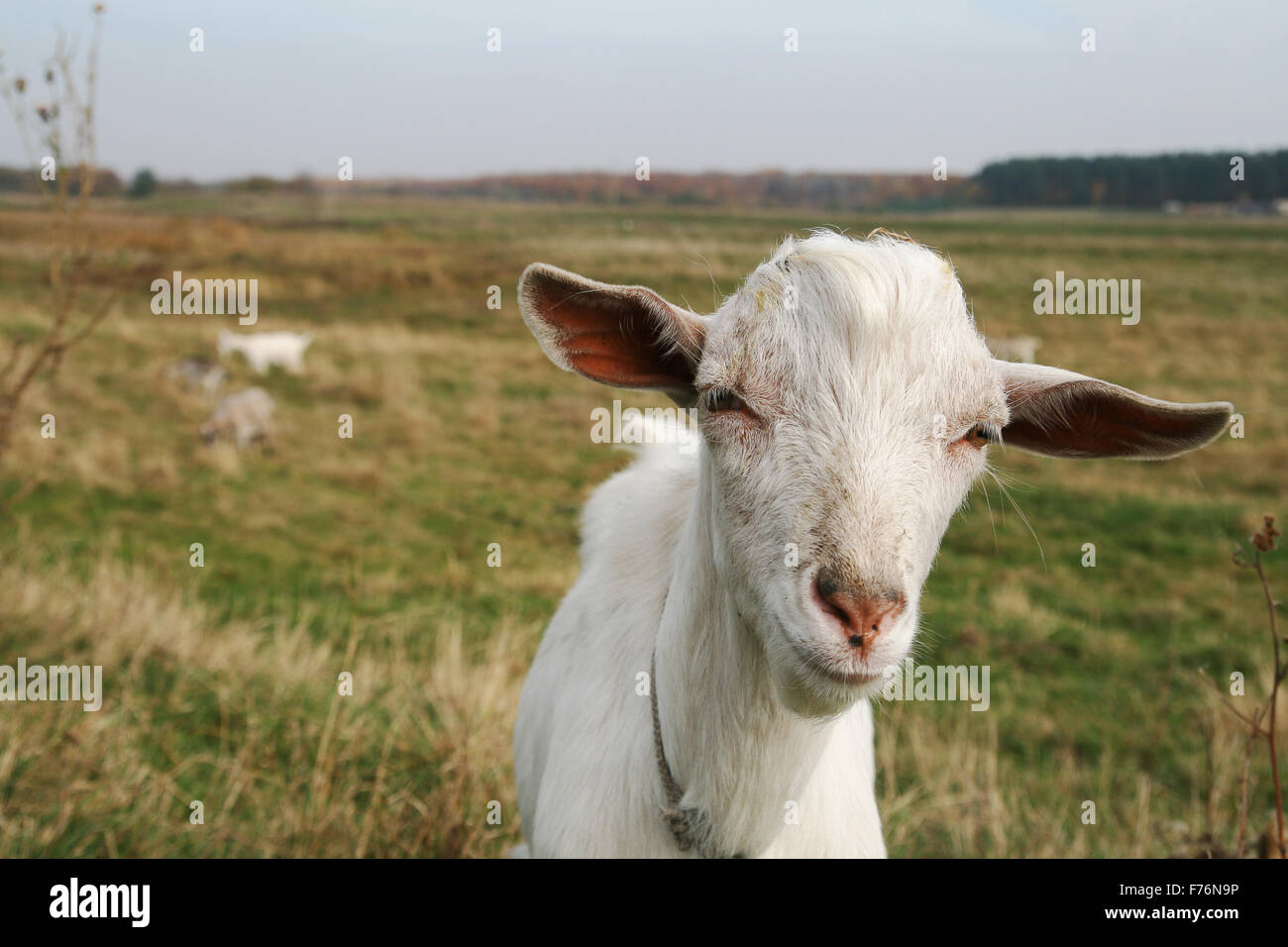 portrait of white female goat Stock Photo - Alamy