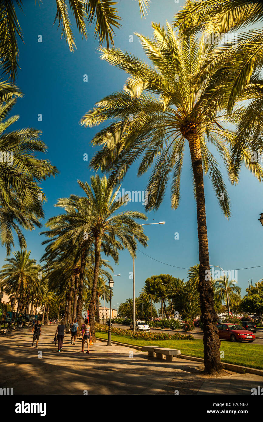 Palm trees in Palma de Mallorca Stock Photo - Alamy