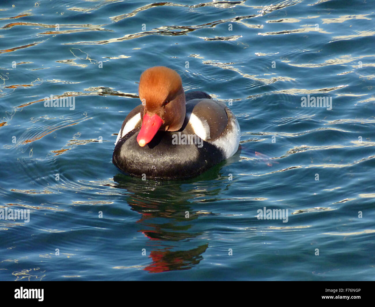Red head duck Stock Photo - Alamy