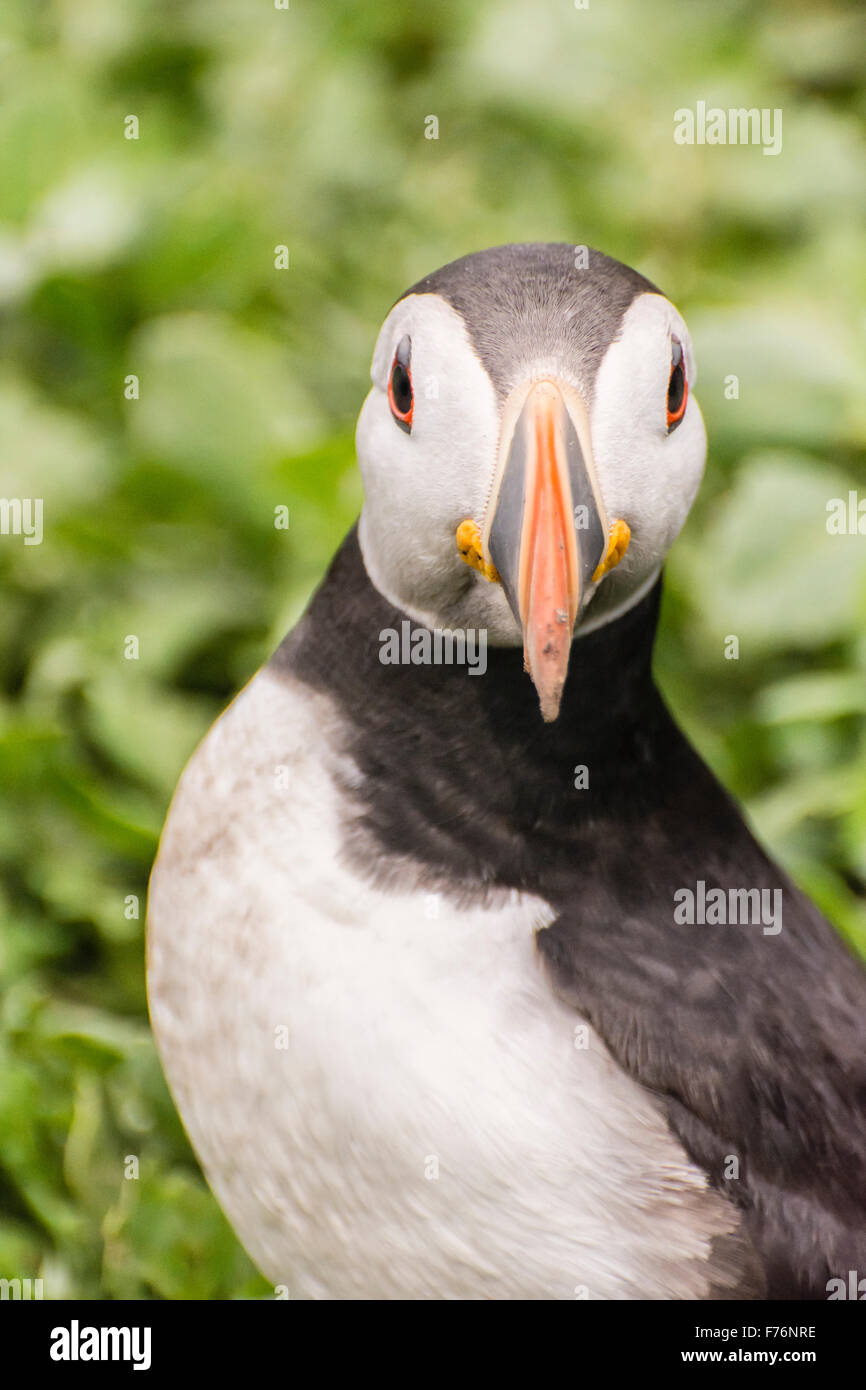Puffin pose hi-res stock photography and images - Alamy