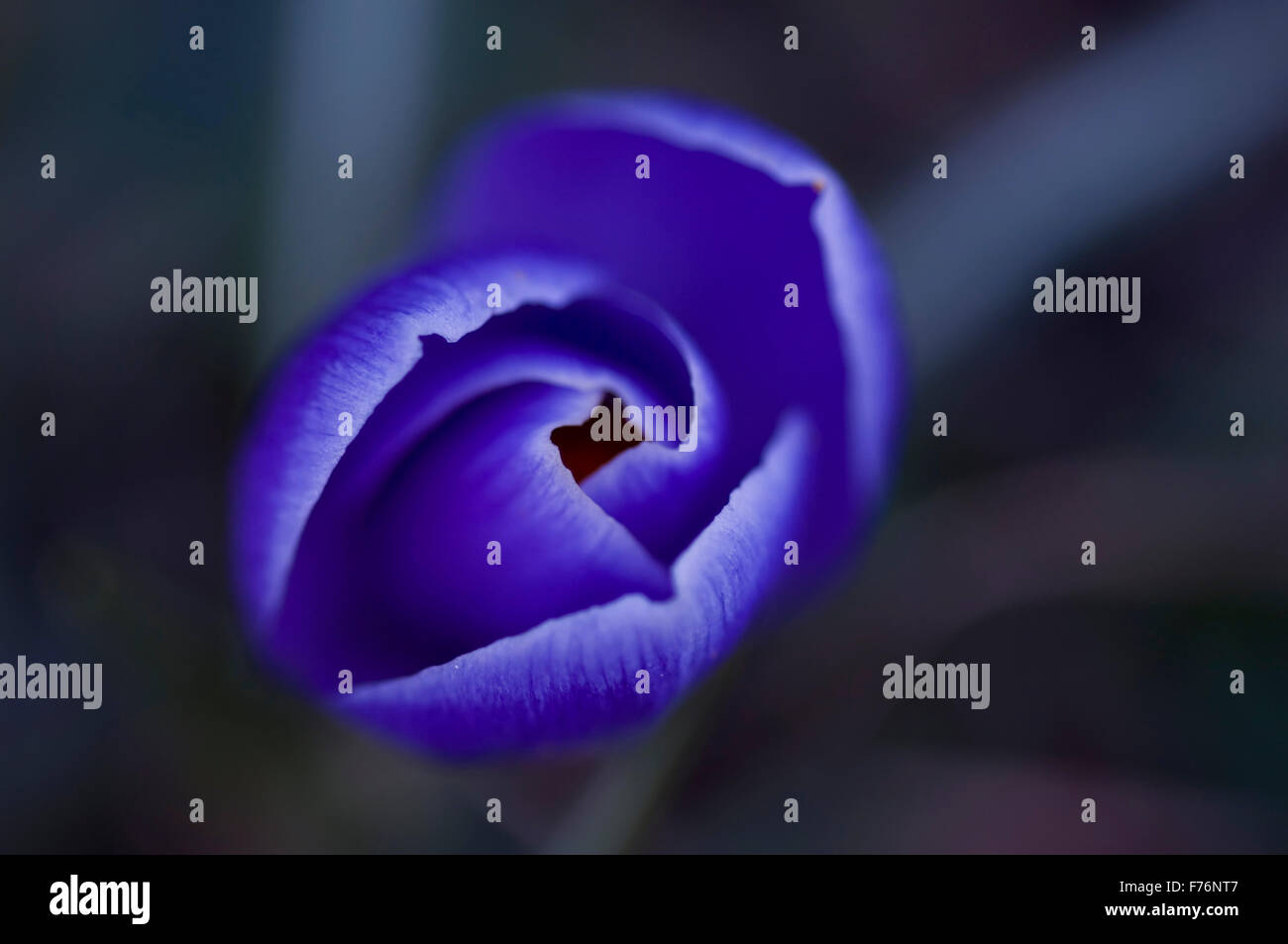 Blue snowdrop hi-res stock photography and images - Alamy