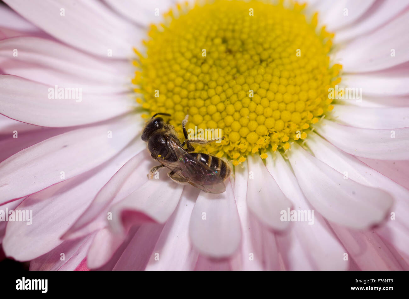 daisy and sleepy bee Stock Photo - Alamy