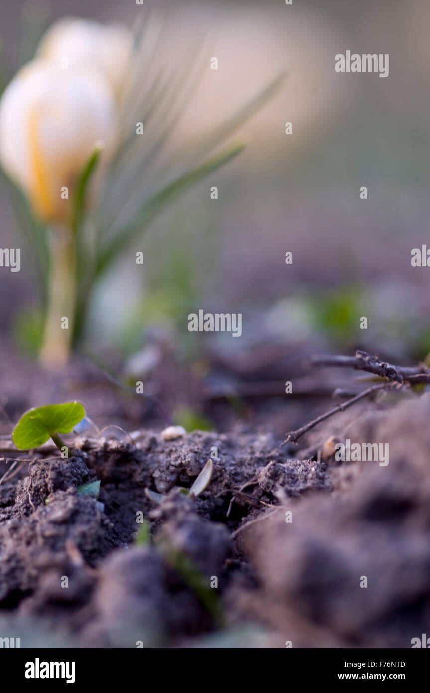 Revived flower hi-res stock photography and images - Alamy