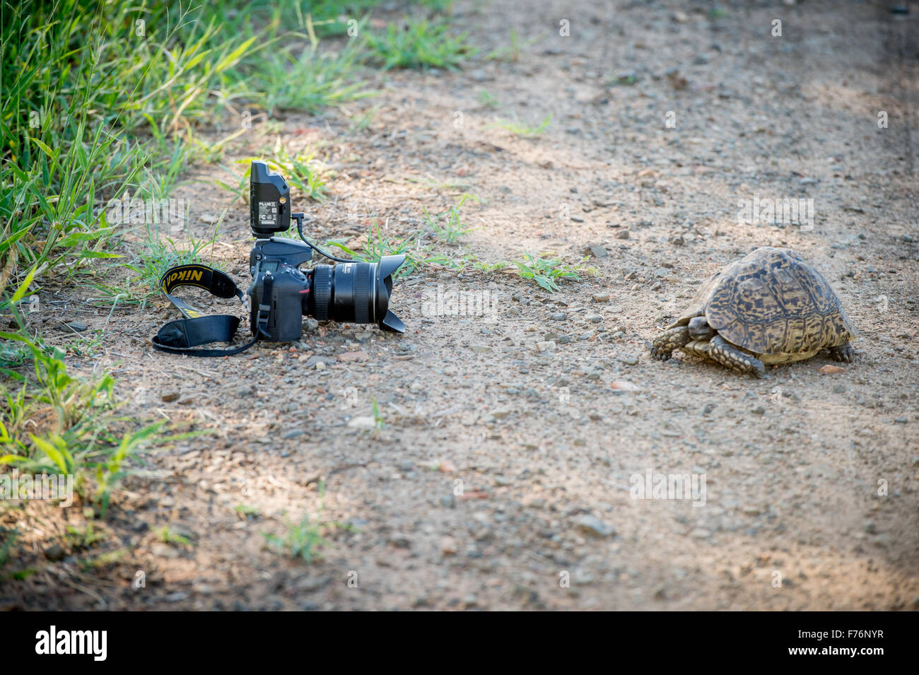Tortoise photography hi-res stock photography and images - Alamy