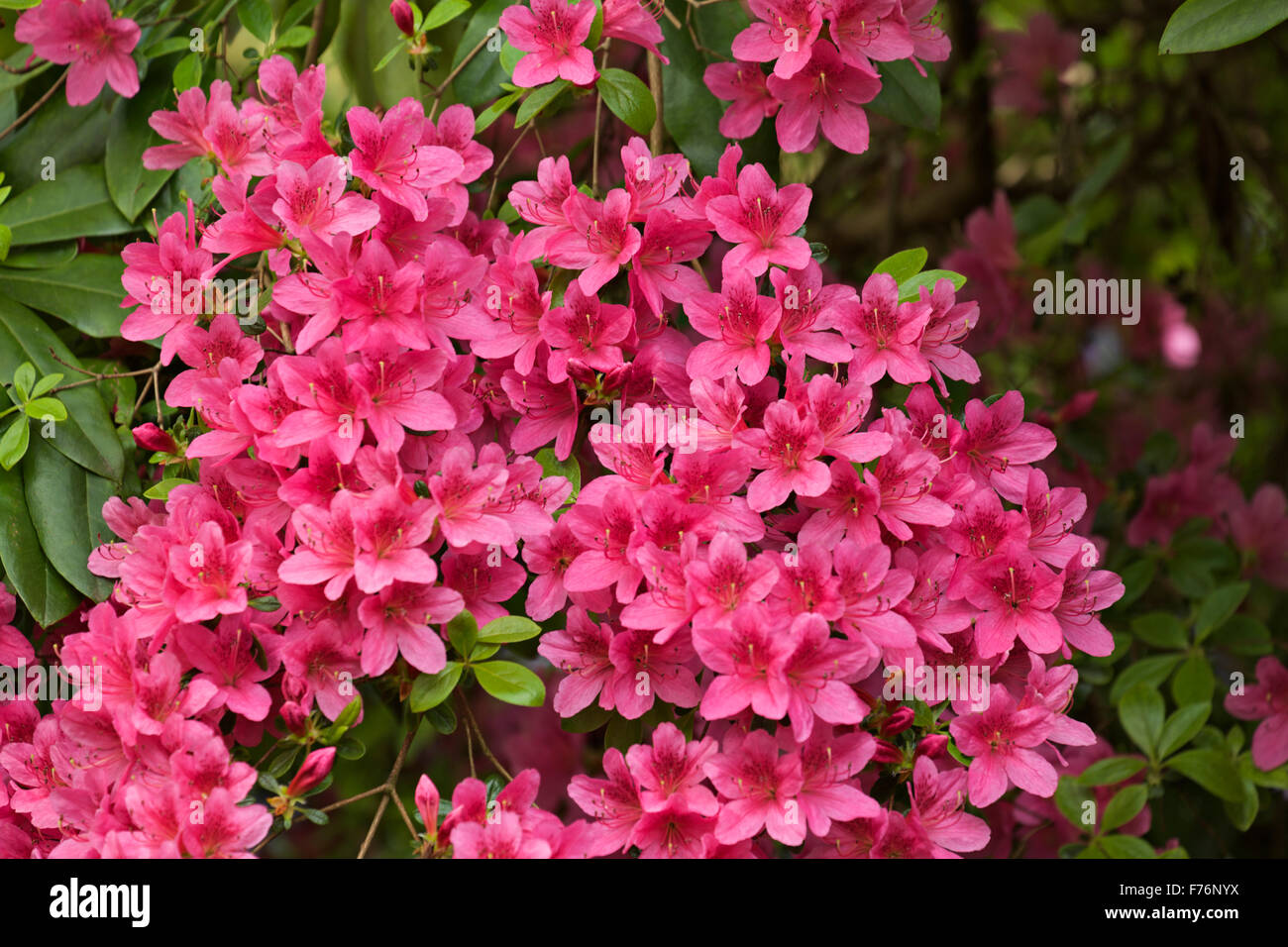 Rhododendron 'Hinodegiri' Azalea Stock Photo - Alamy