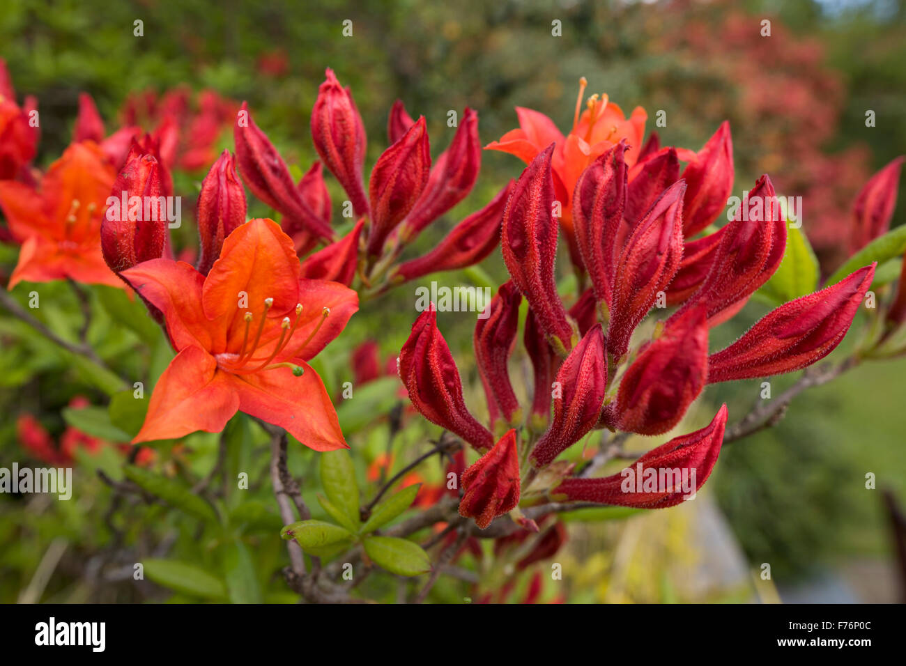 Rhododendron in Bloom Stock Photo - Alamy