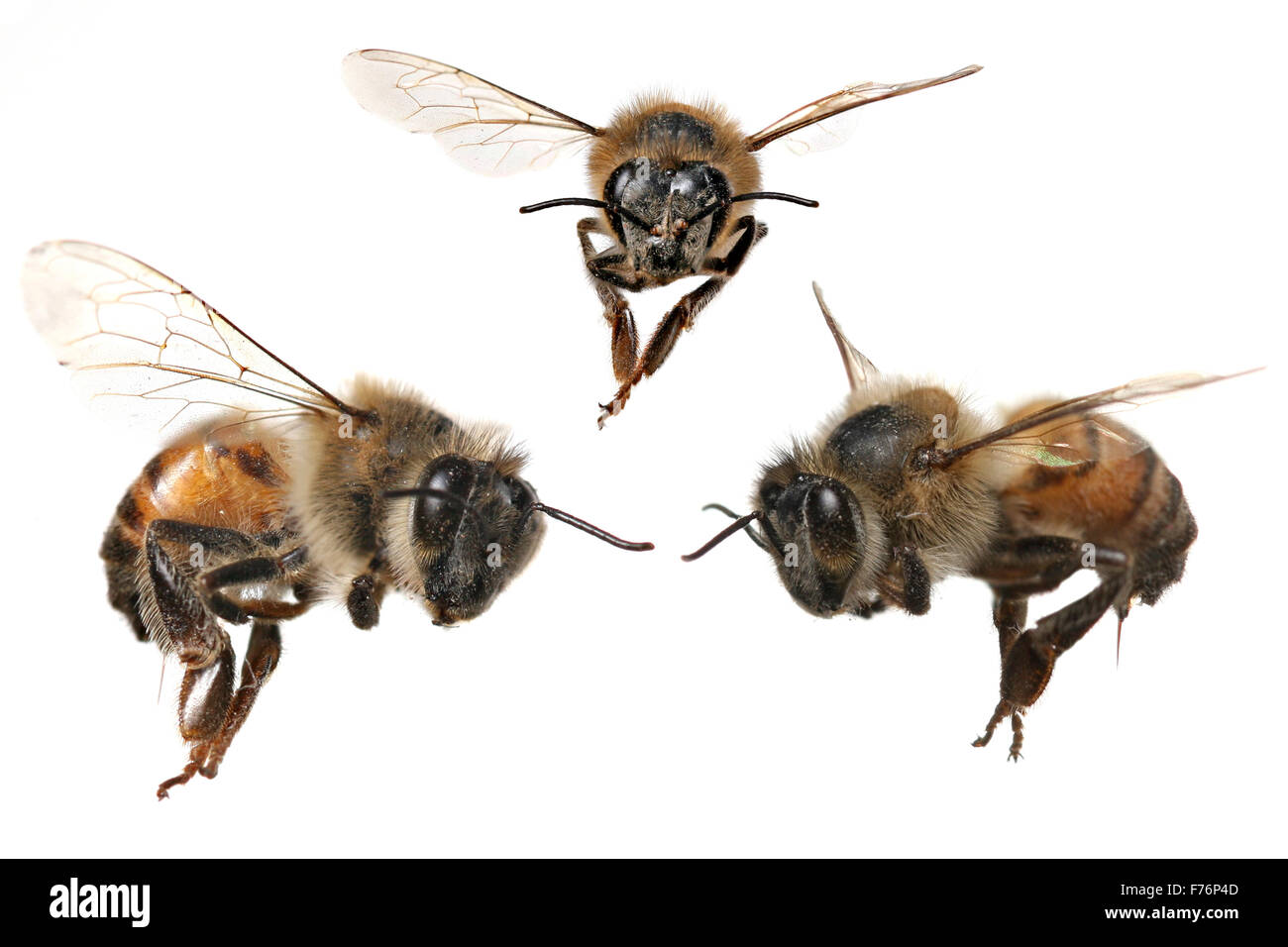 3 Different Angles of a North American Honey Bee Stock Photo - Alamy