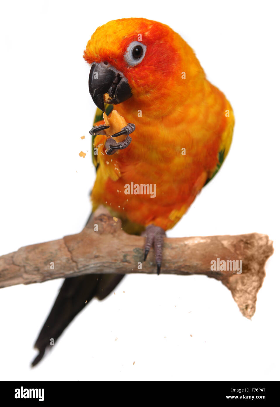 Bird and depth Cut Out Stock Images & Pictures - Alamy