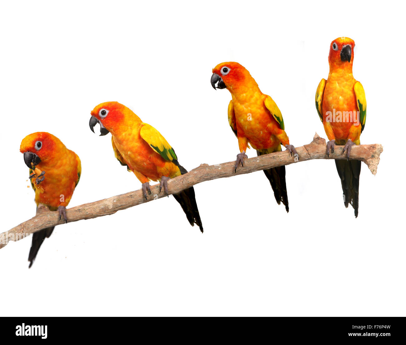 Parrot eating cracker hi-res stock photography and images - Alamy