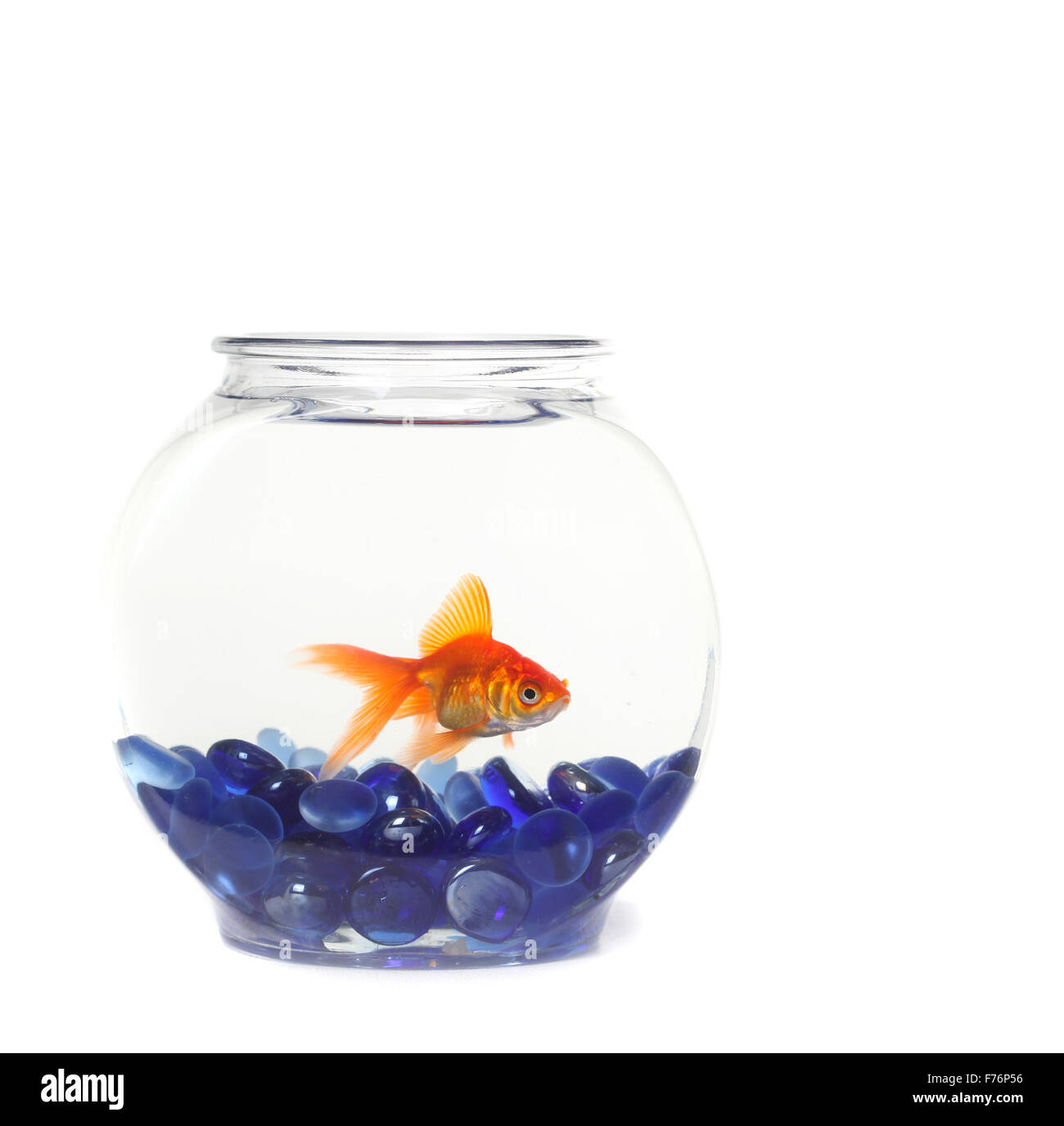 Lone Goldfish in a Fishbowl Stock Photo - Alamy