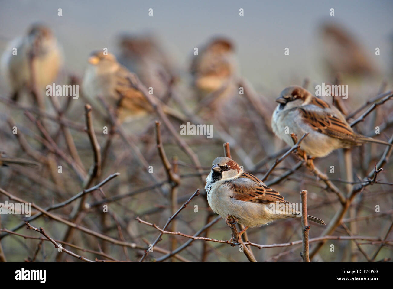 Flock house sparrows haussperlinge passer hi-res stock photography and ...