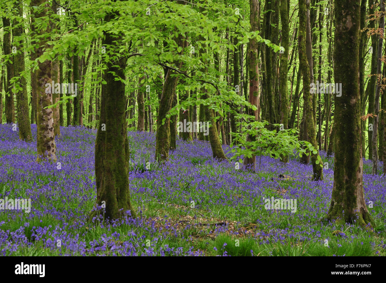 Bluebell wood in spring Stock Photo - Alamy