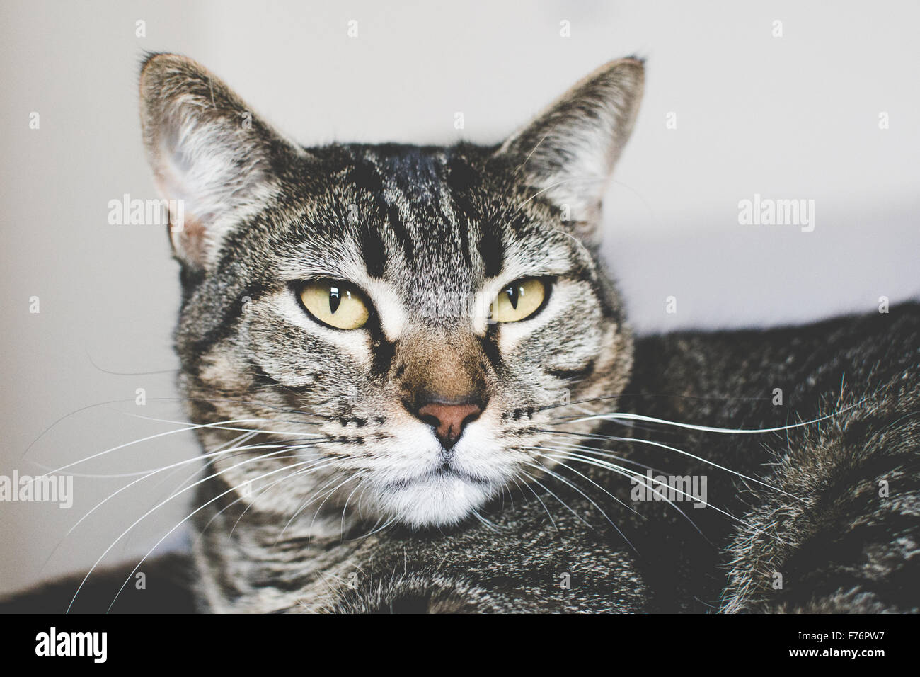 Beautiful female tabby cat resting hi-res stock photography and images ...
