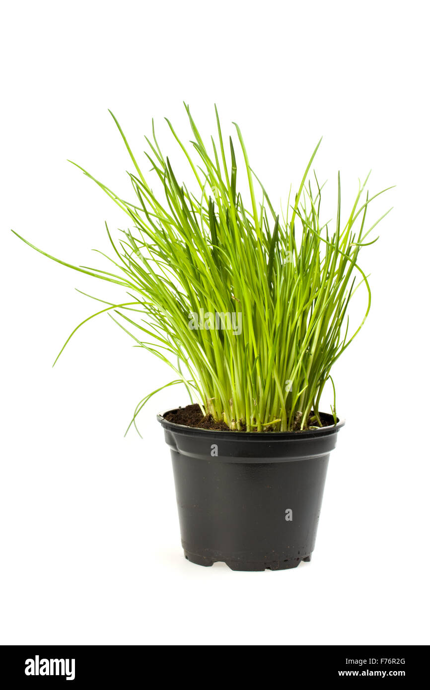 pot of chives isolated on white background Stock Photo - Alamy