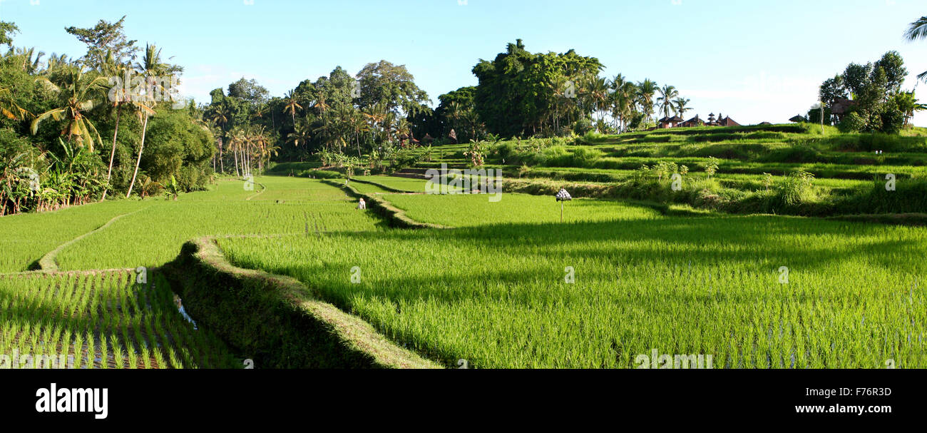 Balinese Rice Terraces Stock Photo - Alamy
