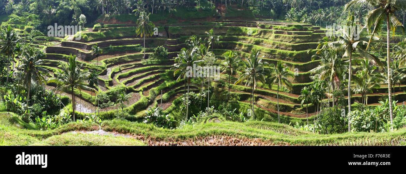 Bali Rice Terraces Stock Photo - Alamy
