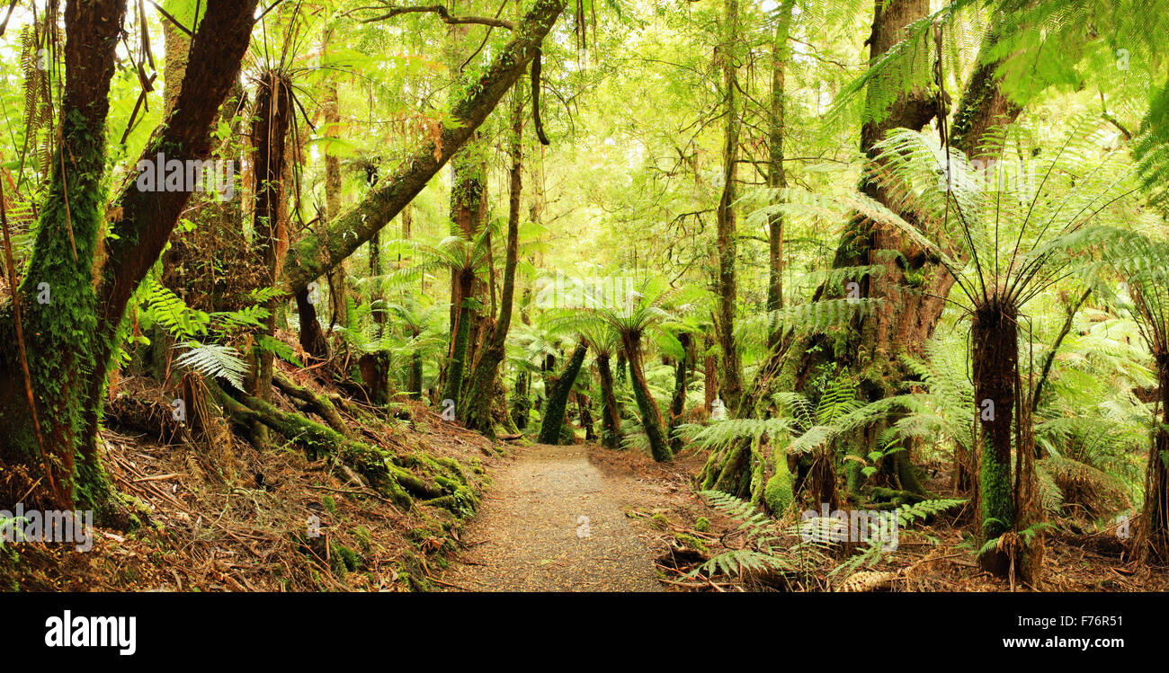 Rainforest tree panorama hi-res stock photography and images - Alamy