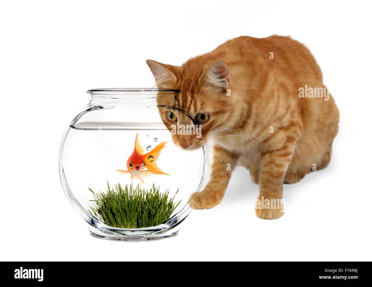 Natural curiosity Cut Out Stock Images & Pictures - Alamy