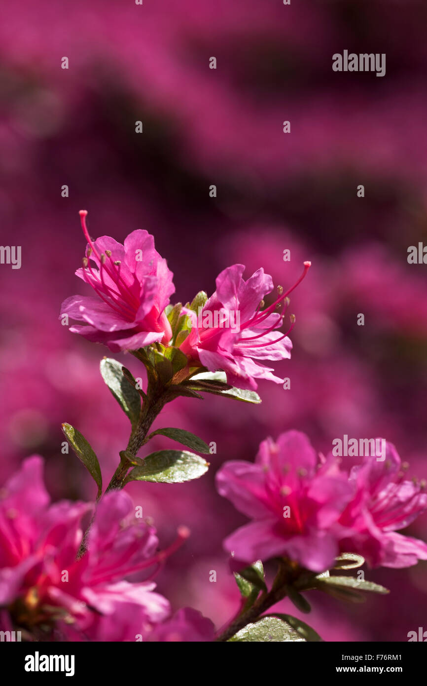 Rhododendron 'Hinodegiri' Azalea Stock Photo - Alamy