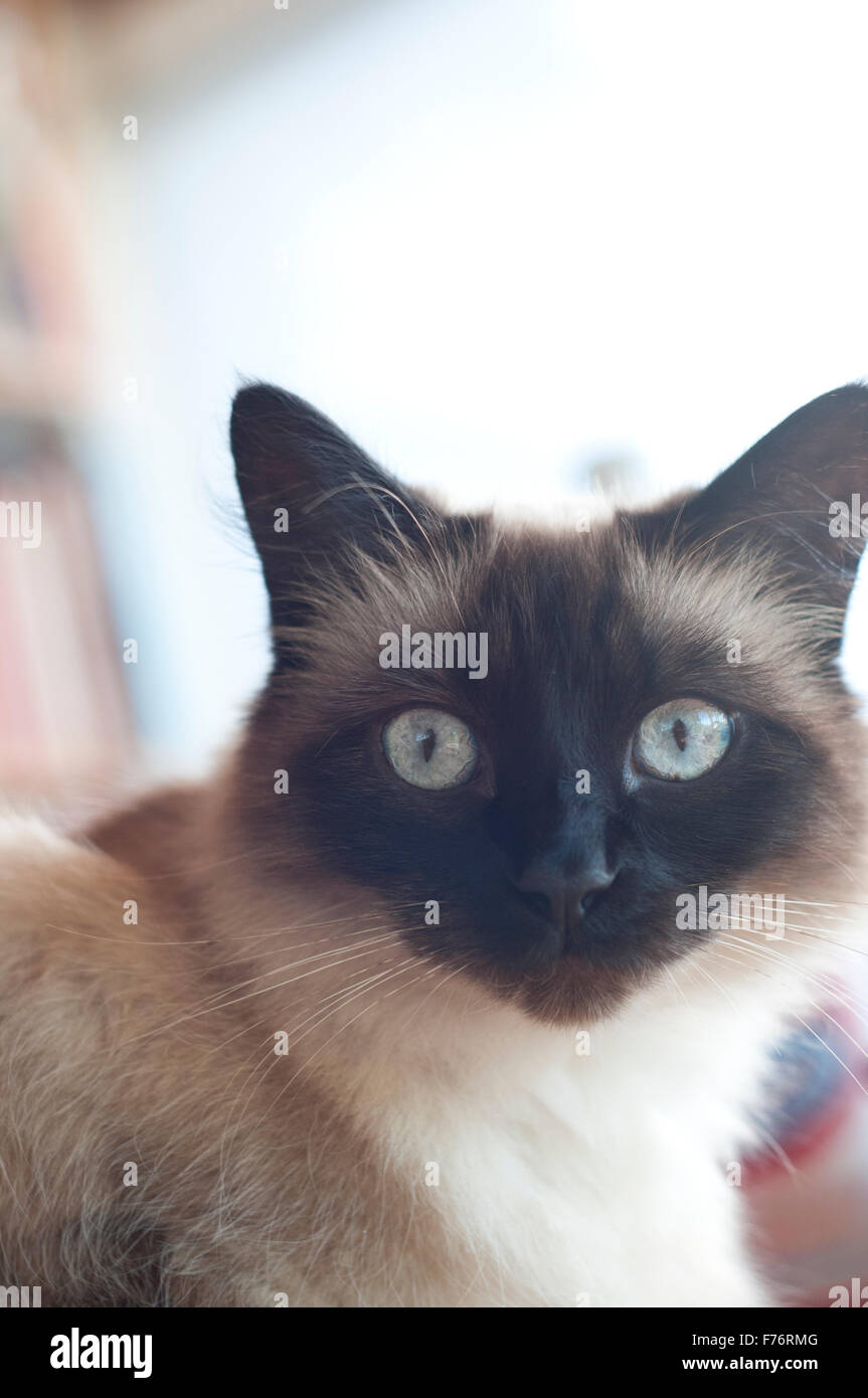 Cross cat hi-res stock photography and images - Alamy