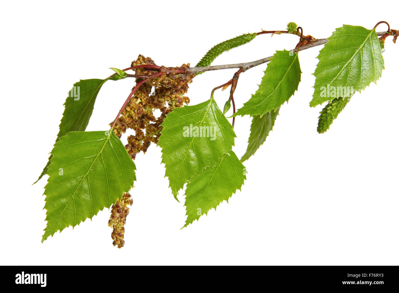 Birch Tree Leaves Stock Photo - Alamy