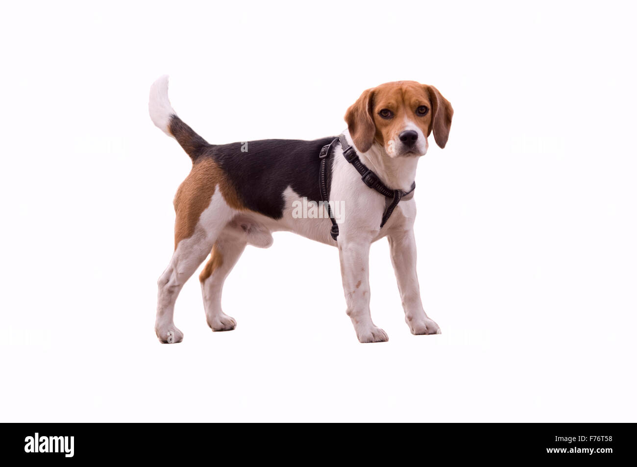 Male beagle Cut Out Stock Images & Pictures - Alamy