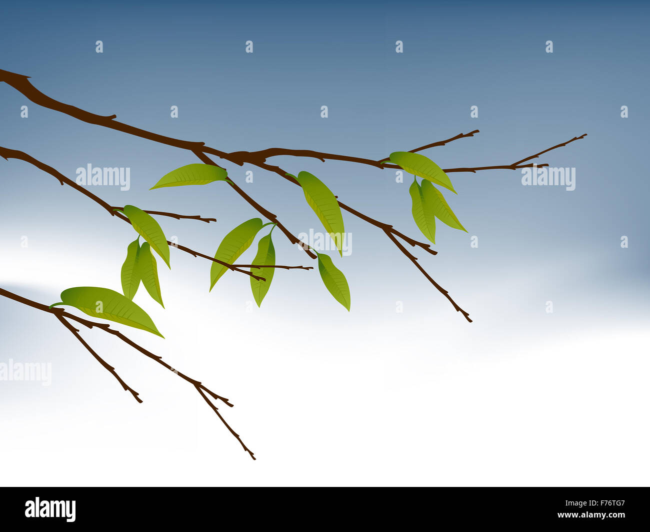 Vine tree hi-res stock photography and images - Alamy