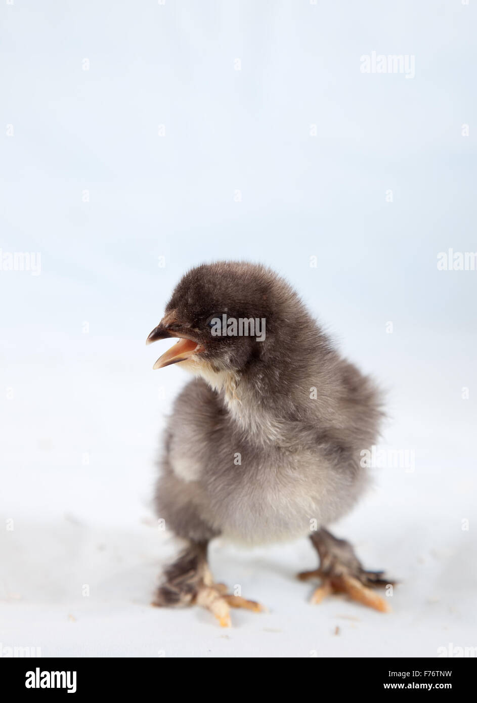 Brahma chick hi-res stock photography and images - Alamy