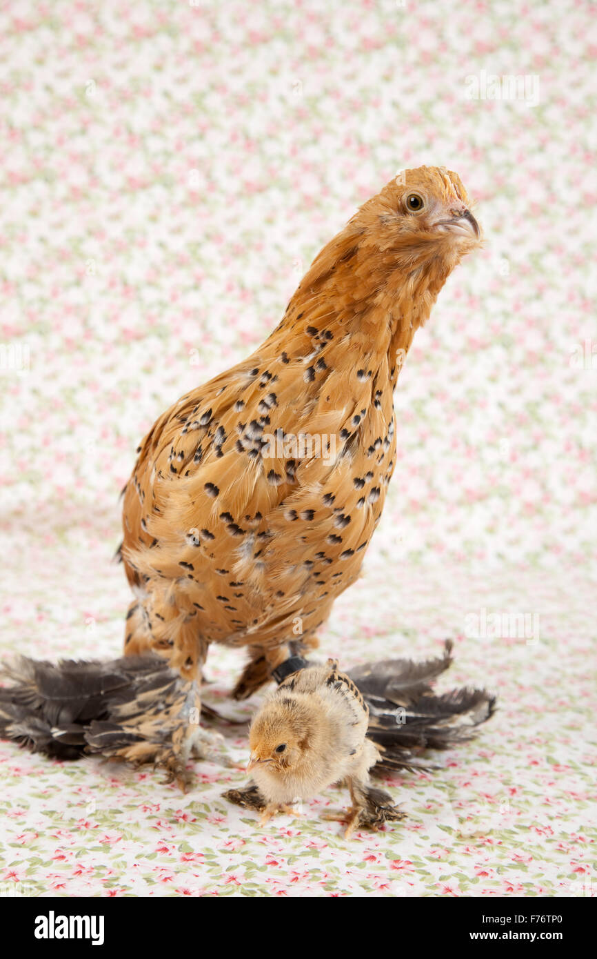 Farmanimal hi-res stock photography and images - Alamy