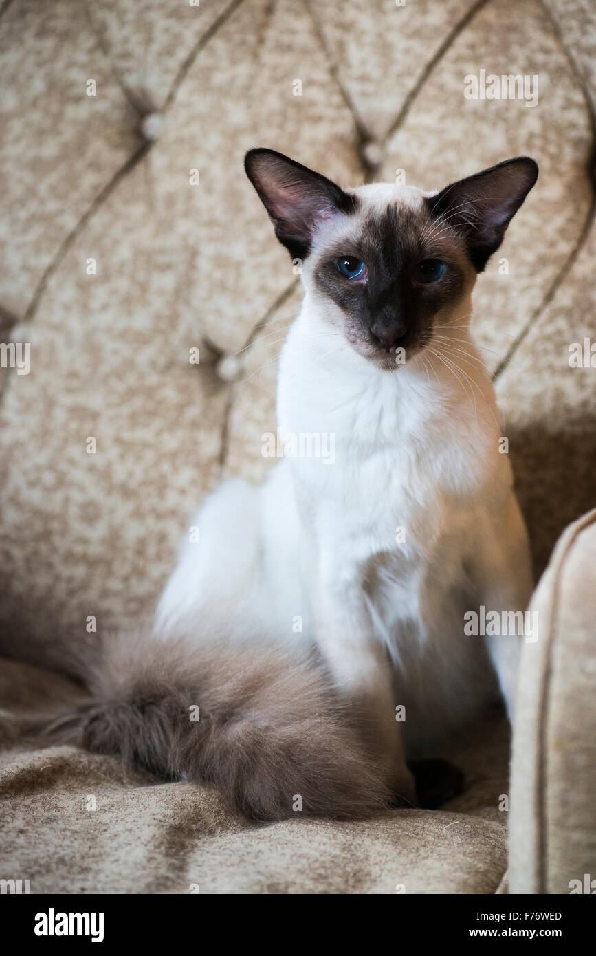Balinese cat hi-res stock photography and images - Alamy